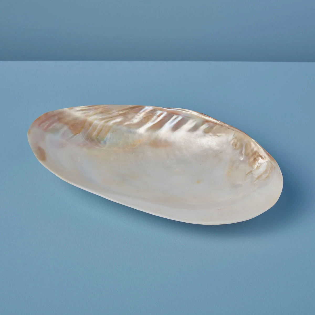 Seashell Dish – Anderson's Nantucket